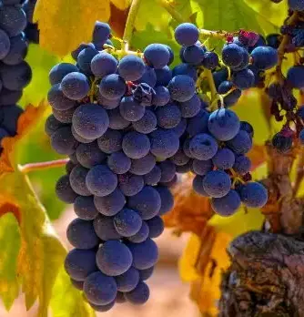 Ruta del Vino Cachapoal » Tours y Catas a 90-120 min de Santiago